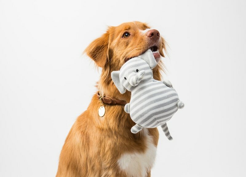 Organize os objetos do seu pet. Dicas para um ambiente saudável